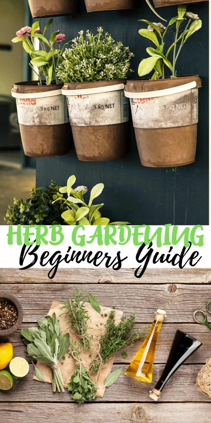 Beginners Guide to Herb Gardening - Dine Dream Discover